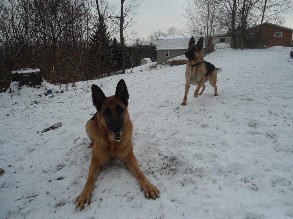 Pittsburgh Dog Training and German Shepherd Dogs – Pittsburgh Dog Training