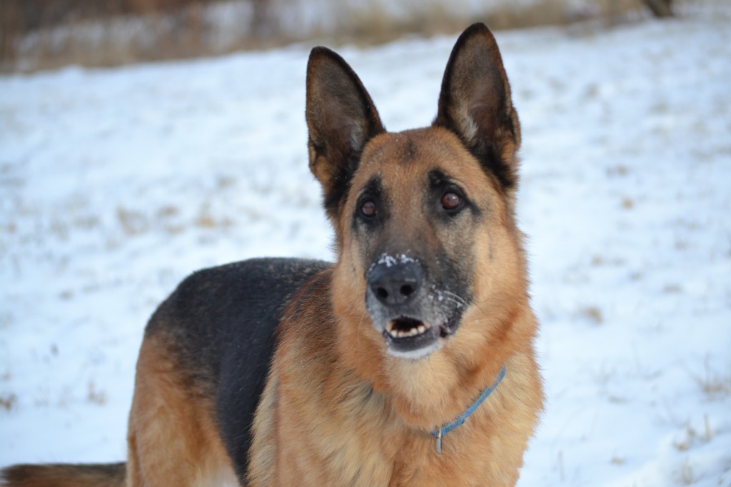Pittsburgh Dog Training and German Shepherd Dogs – Pittsburgh Dog Training