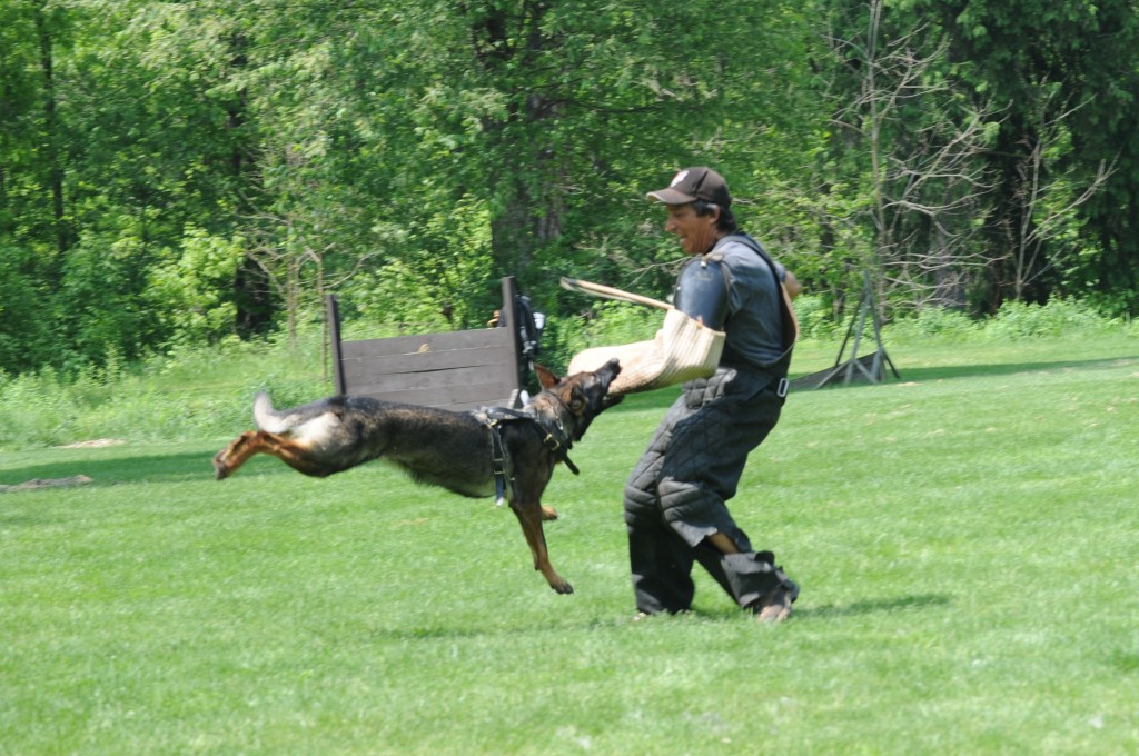 Schutzhund/IPO/Protection training – Pittsburgh Dog Training